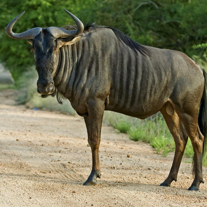 Gnu Live [RRX041] | Gnu Boys | rorex records (eifonen)