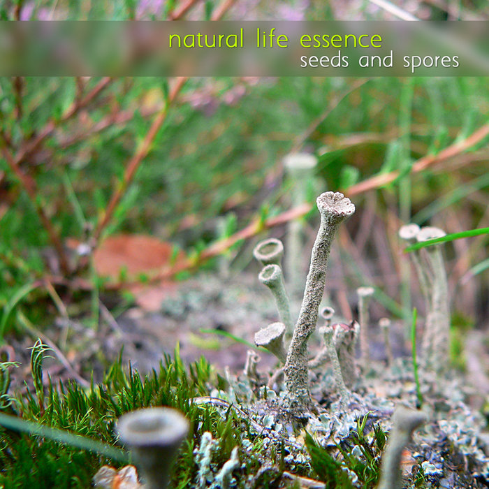 Seeds and Spores | Natural Life Essence | CYAN