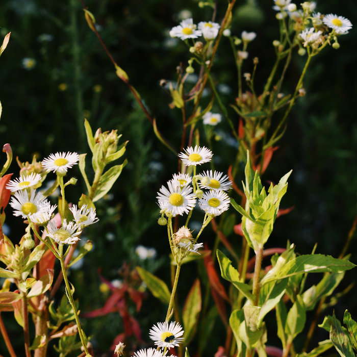 Blooming Fields | Rosie Reed | Aether Gaze