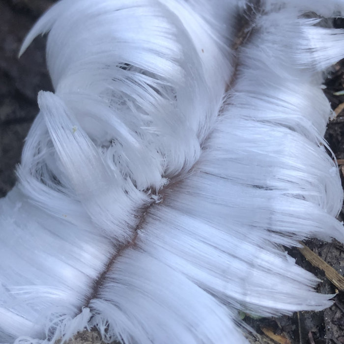 Ice Hair pt2 | Pinus Mungo