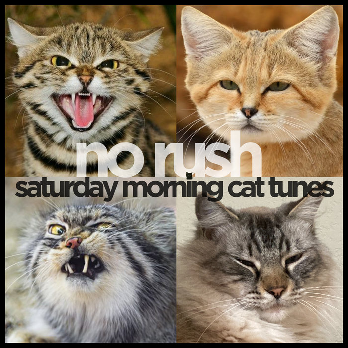 Saturday Morning Cat Tunes | No Rush