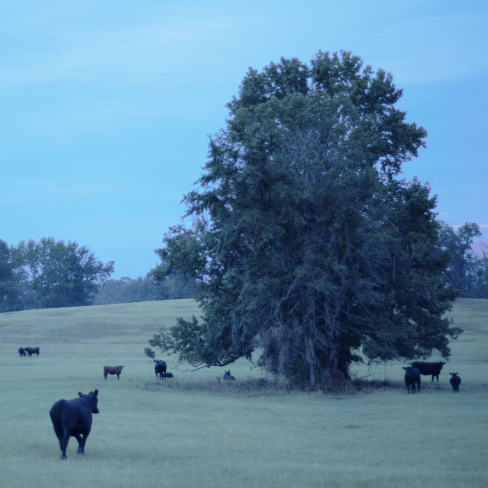 mistell echo | adjective