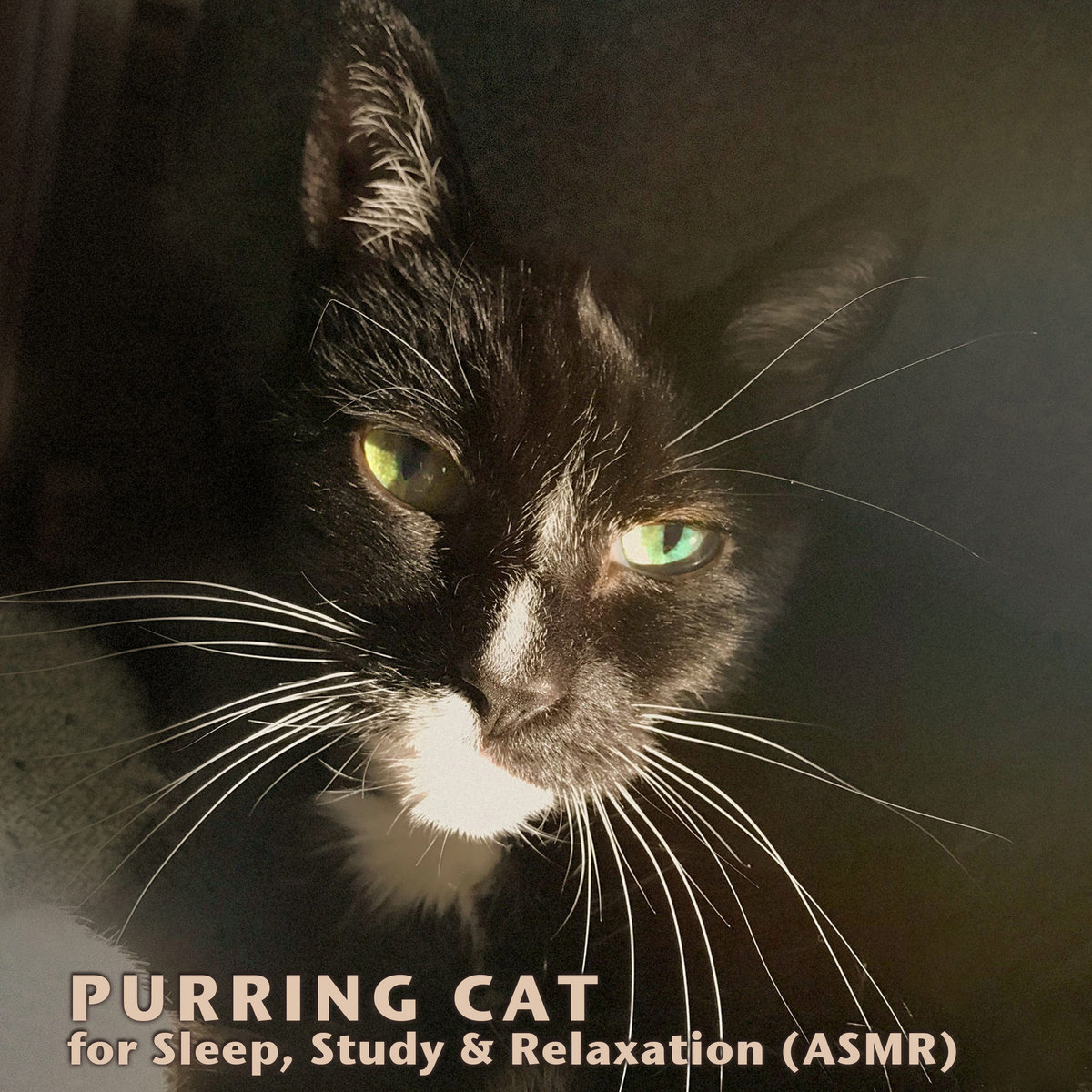 Purring Cat for Sleep, Study & Relaxation (ASMR) | Nova Cat Purring ...