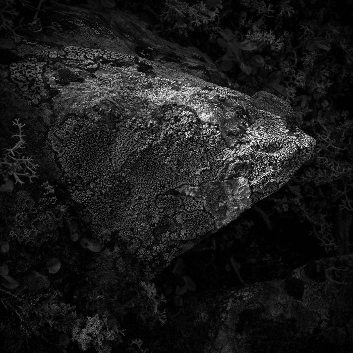 "Planet Plankton"Album 2020 | Adam Kroll Soundtracks