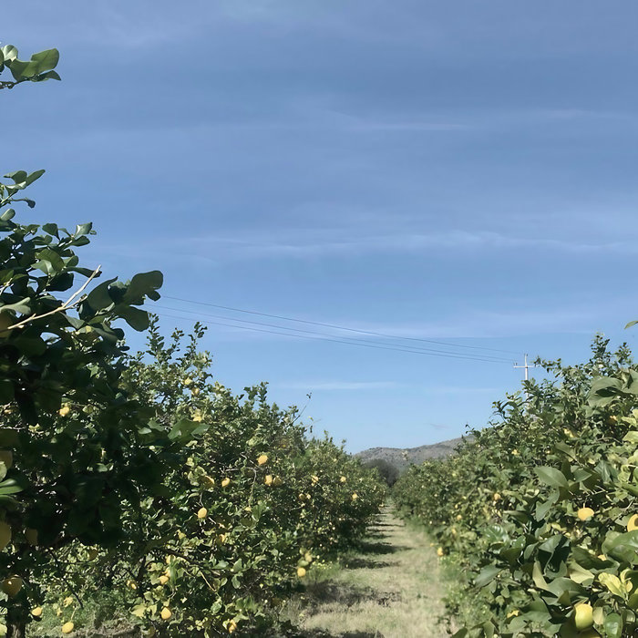 Dislocation | Am Apparat