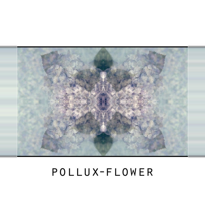 Flower | Pollux