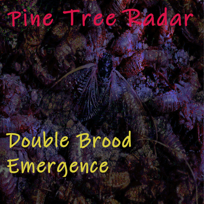 Double Brood Emergence | Pine Tree Radar