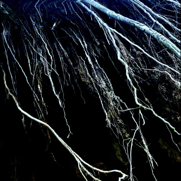 The next great plankton bloom | Astral squid