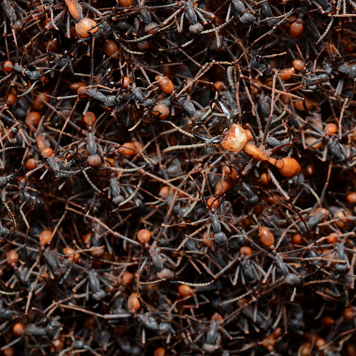 Summer Ants | Brian Kish's Lounge Pants