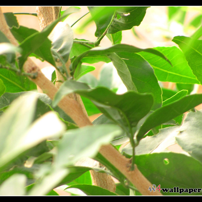 Saat Samundar Paar 1080p Wallpapers | Gabbepinga | dogselfremchiochild