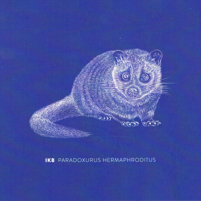 PARADOXURUS HERMAPHRODITUS | Ernesto Rodrigues IKB | Bruno Parrinha