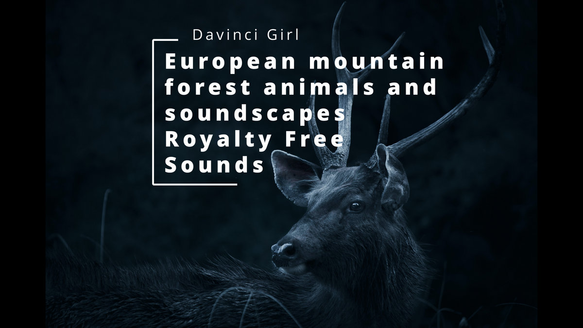 European mountain forest animals and soundscapes | Davinci Girl