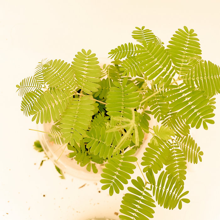 fragments vol 1 | appian