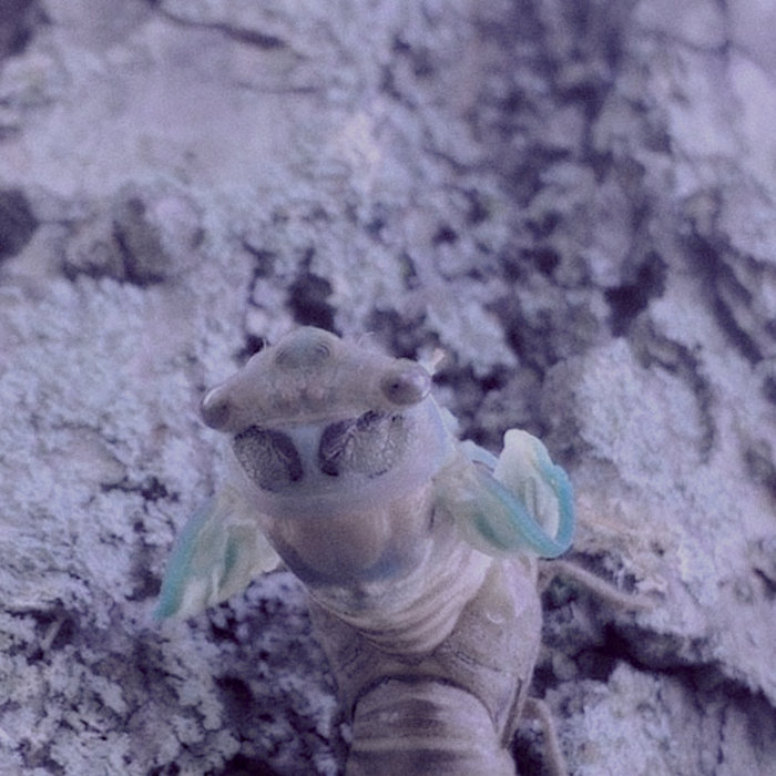 Moult (Demo 2 - '21) | Ectognatha