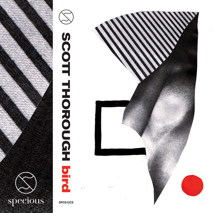 Bird | Scott Thorough