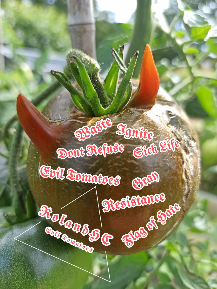 Evil Tomatoes | RolandHC Solo Artist