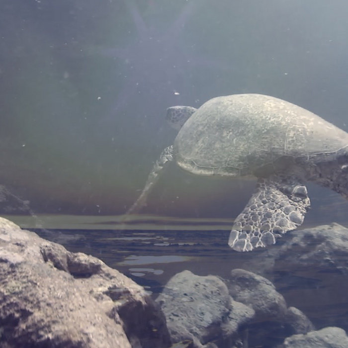 Dreamtime | Audrey E.