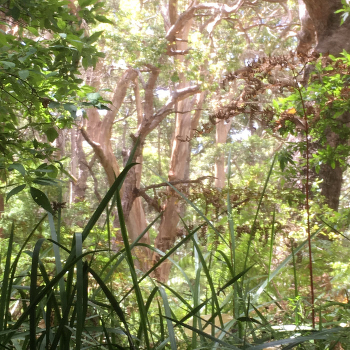 Unveiled Perfection Awakes | Jeanette Gillespie