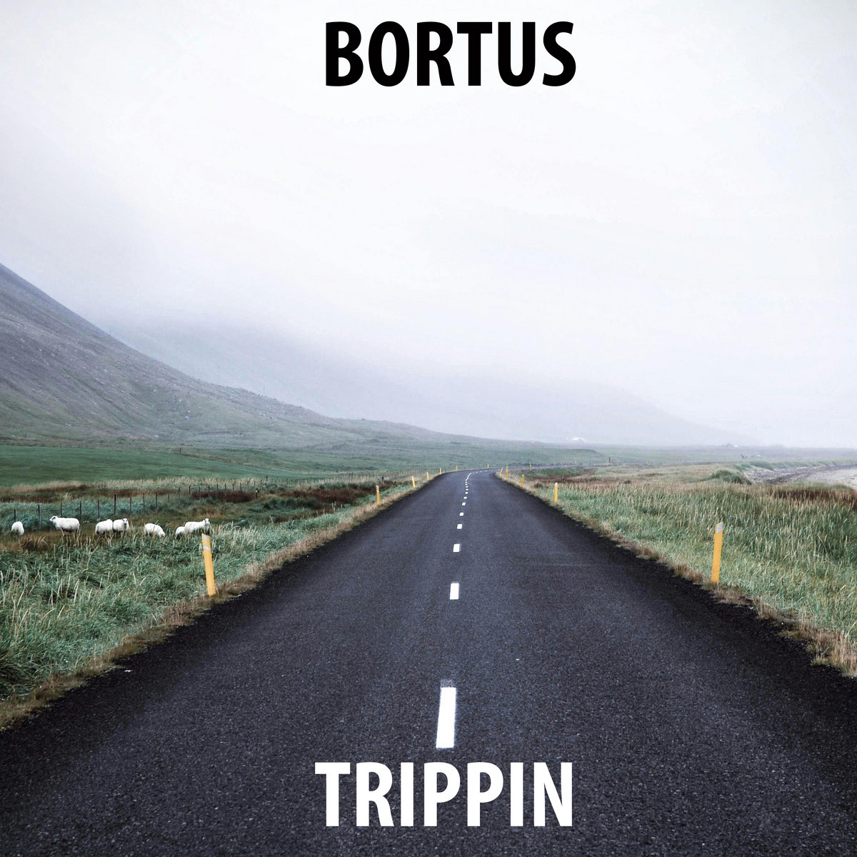 Trippin | Bortus