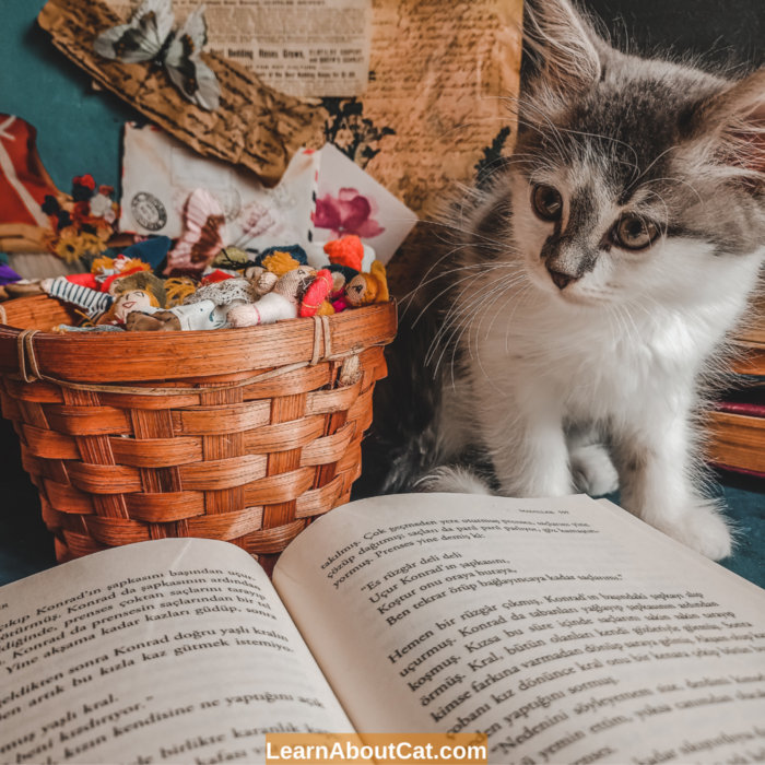 Learn More About Cat Tract | CatMusic