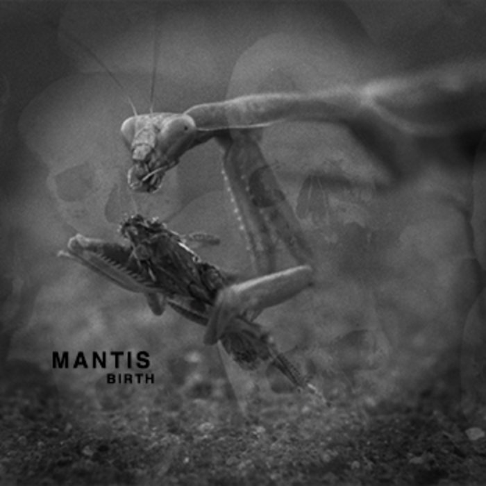 Mantis | Birth