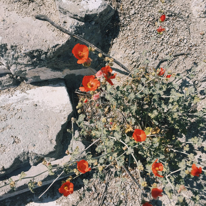 Wildest Flower | Laura Anne Reitzel