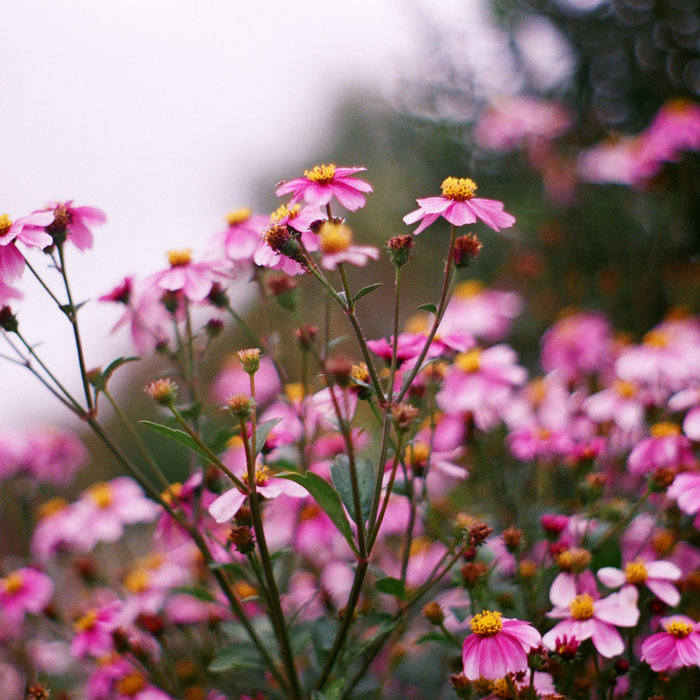 2008 | Psychotic Animal