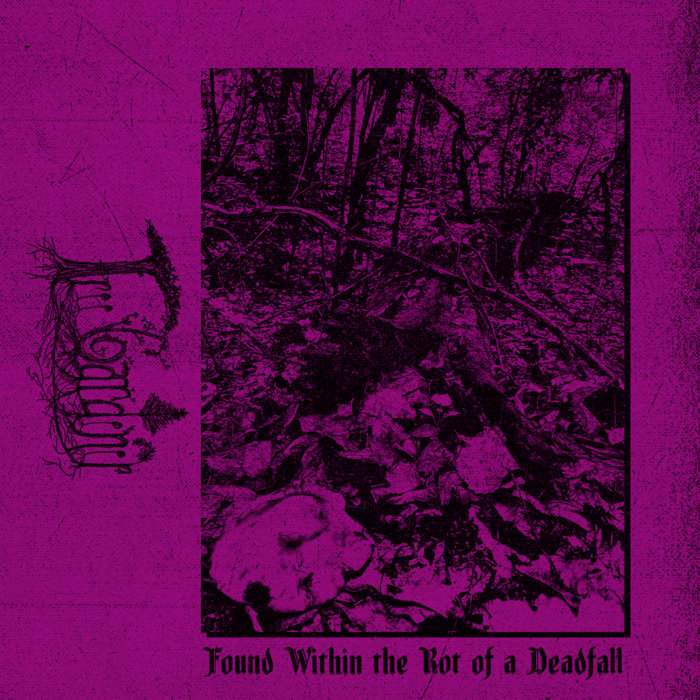 Found Within the Rot of a Deadfall | Tree Gardener