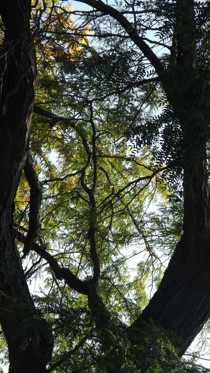Torn Limbs Strewn Across The Wheat Fields | Jesse Force