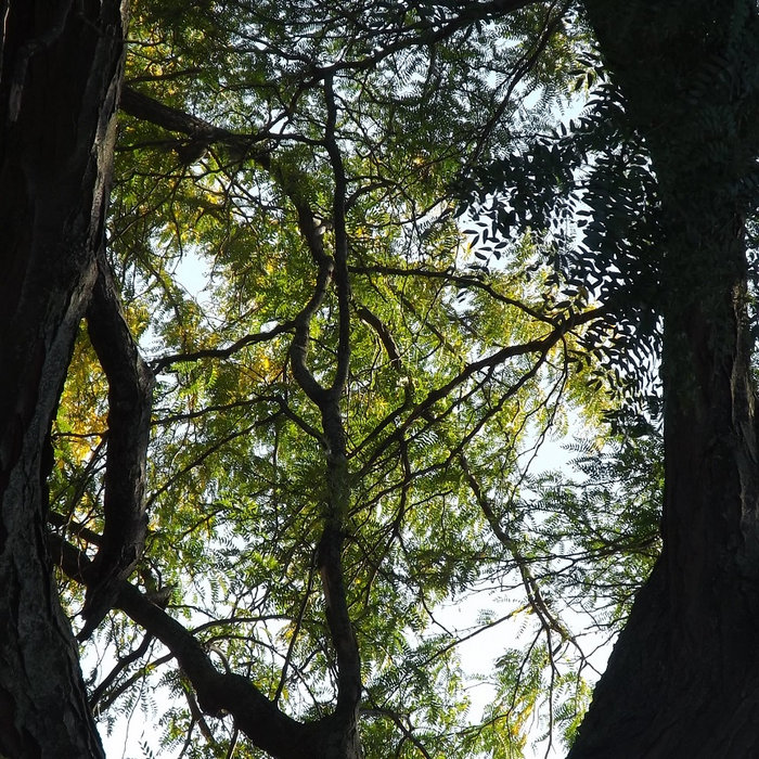 Torn Limbs Strewn Across The Wheat Fields | Jesse Force
