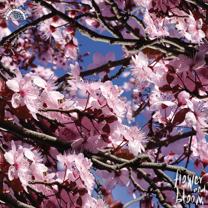 Flower and Bloom | SUNDREAMER