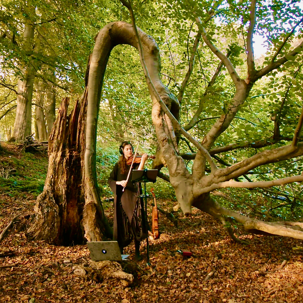 Fallen Trees | Violeta Vicci