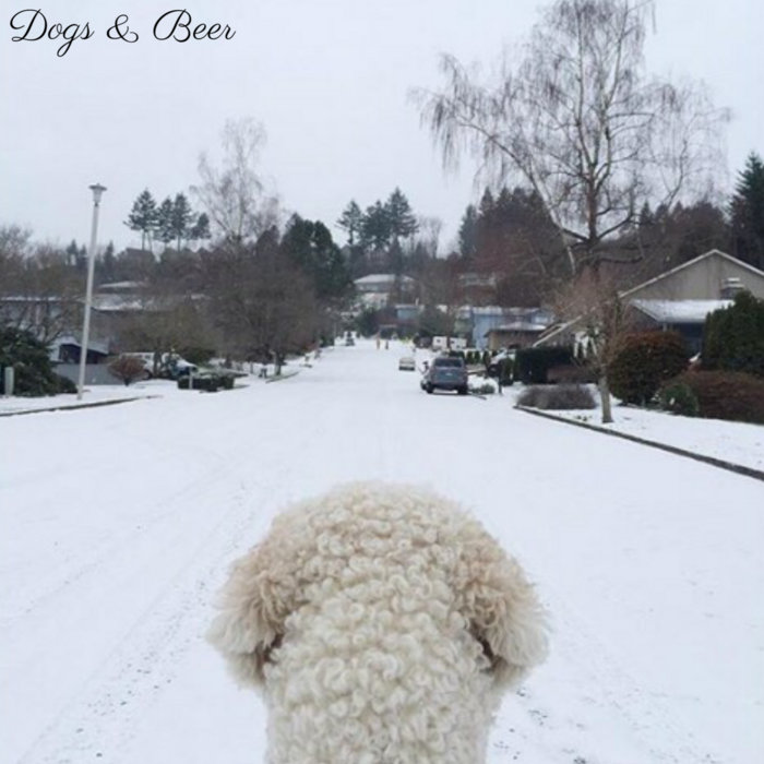 Dogs & Beer | Dogs & Beer