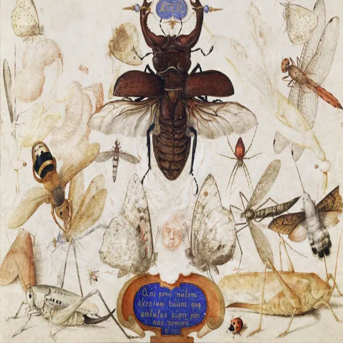 Insects (and the Head of a Wind God) | McLarnan