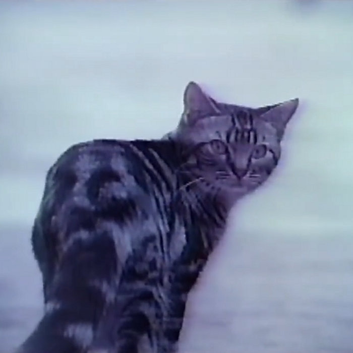 stray | digital visitor