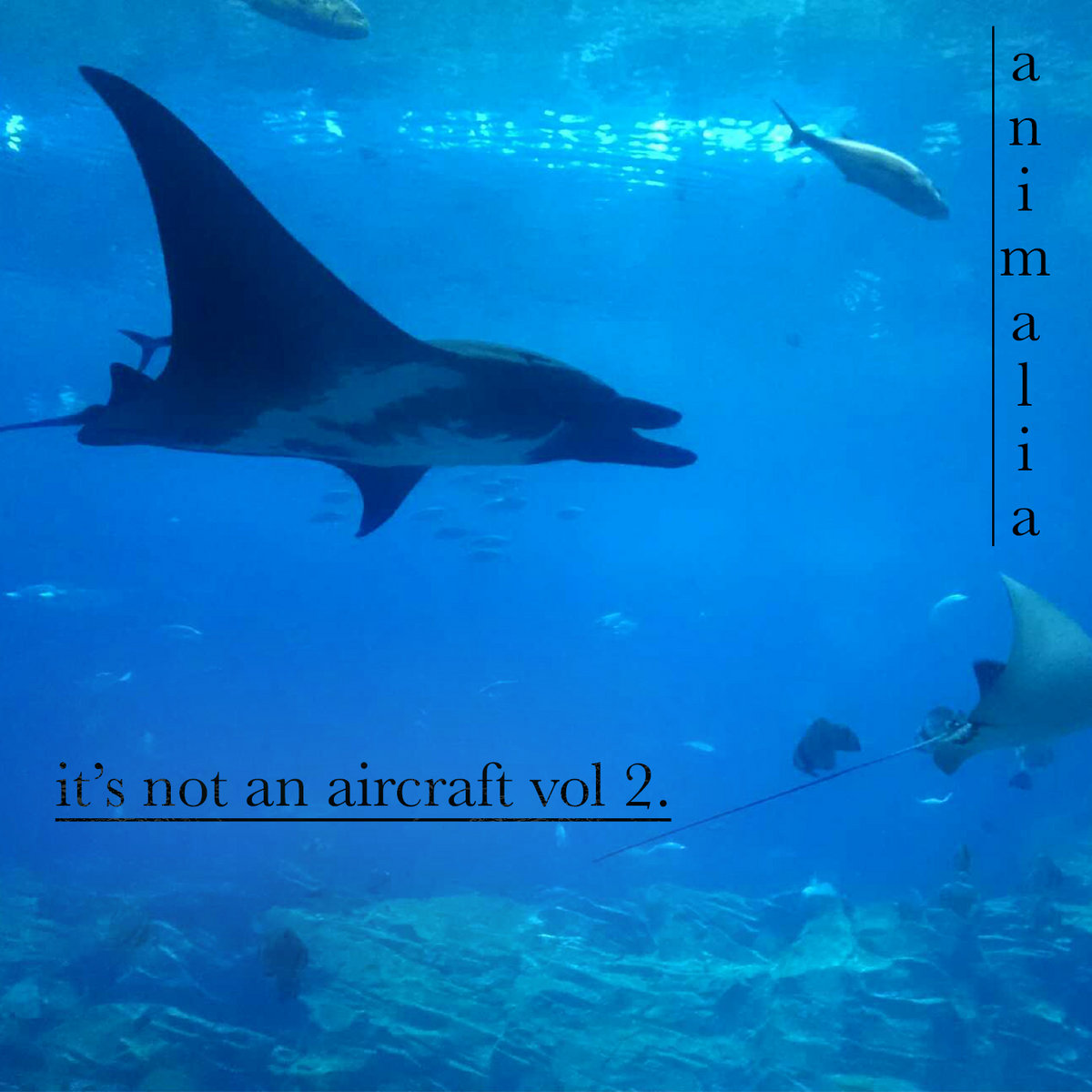 Neglected Frog | It's Not An Aircraft