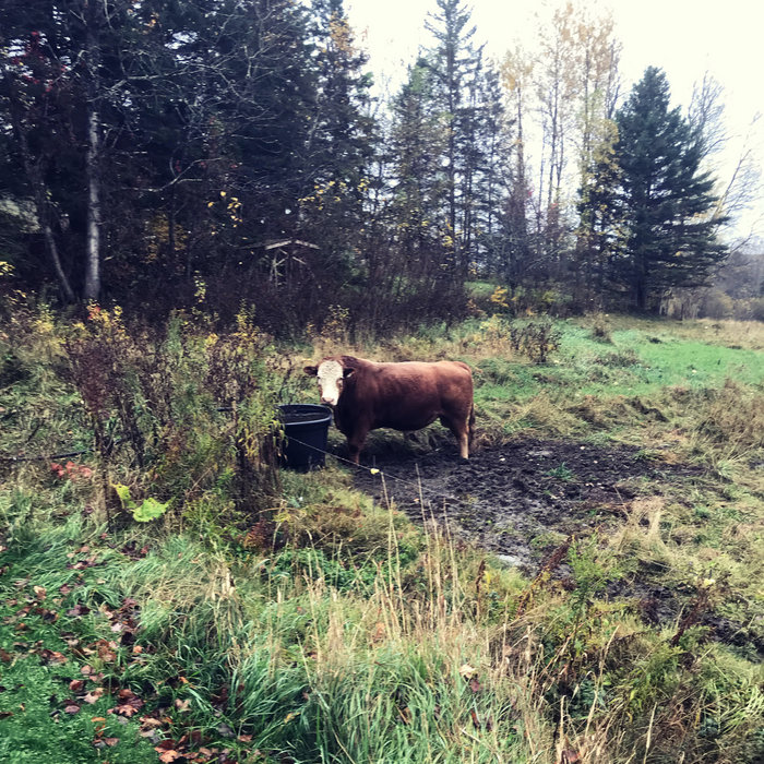 À l'abri du tonnerre | Maxime Catellier & l'Orchestre démocratique de ...