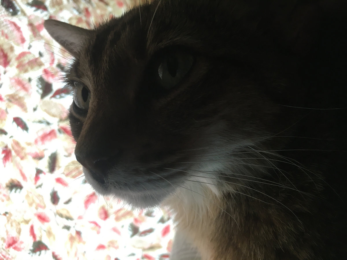 Harley | Drew Bolduc | Ultra Fuchsia