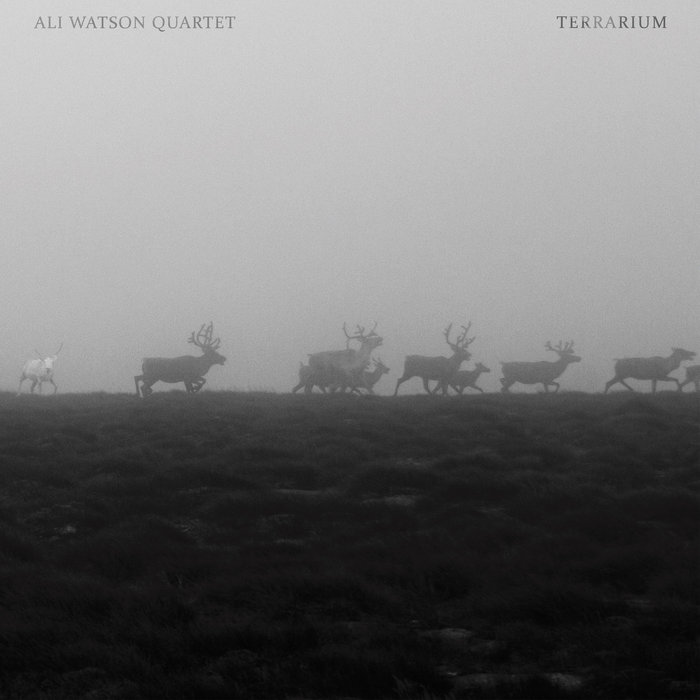 Terrarium | Ali Watson