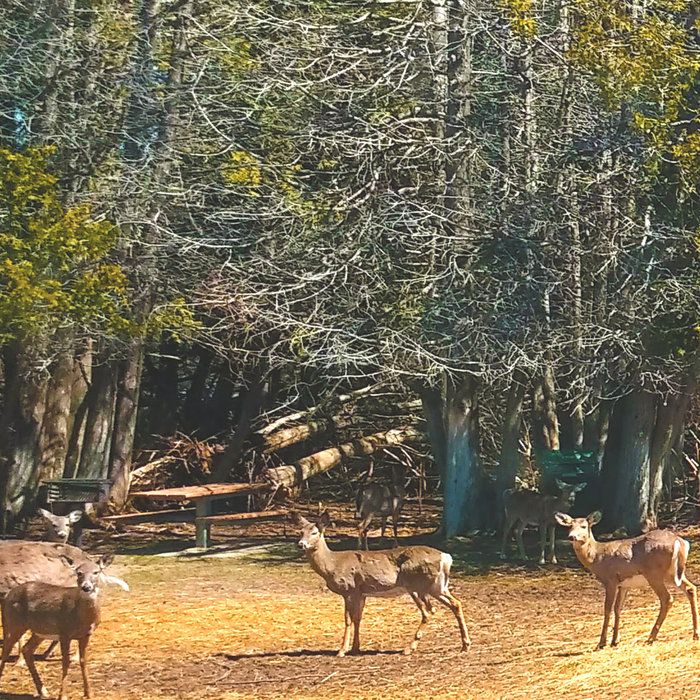 We Two Starving Deer | Starhed.