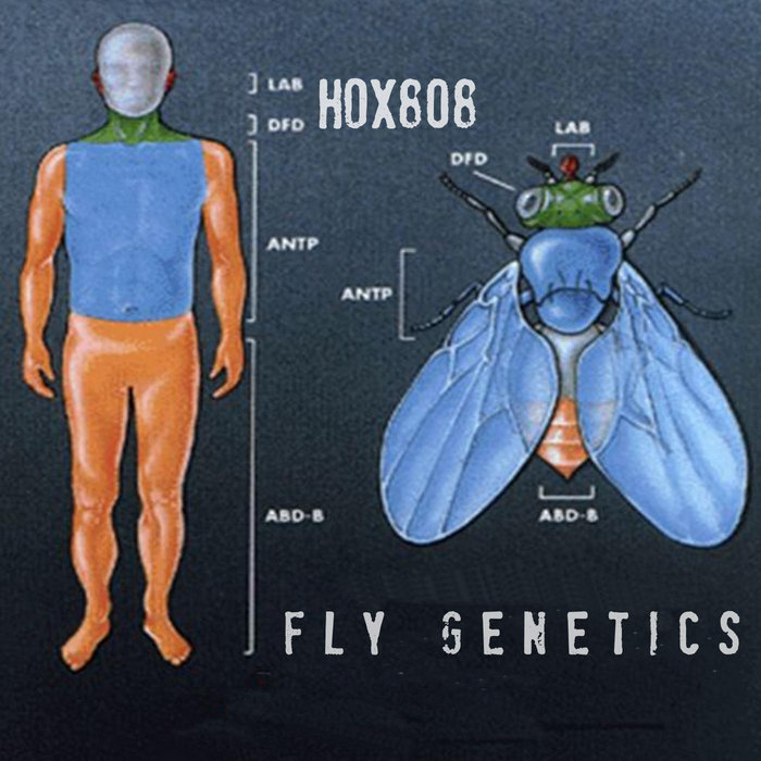 fly genetics | HOX808