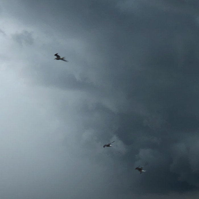 cold teeth | Gull Teeth