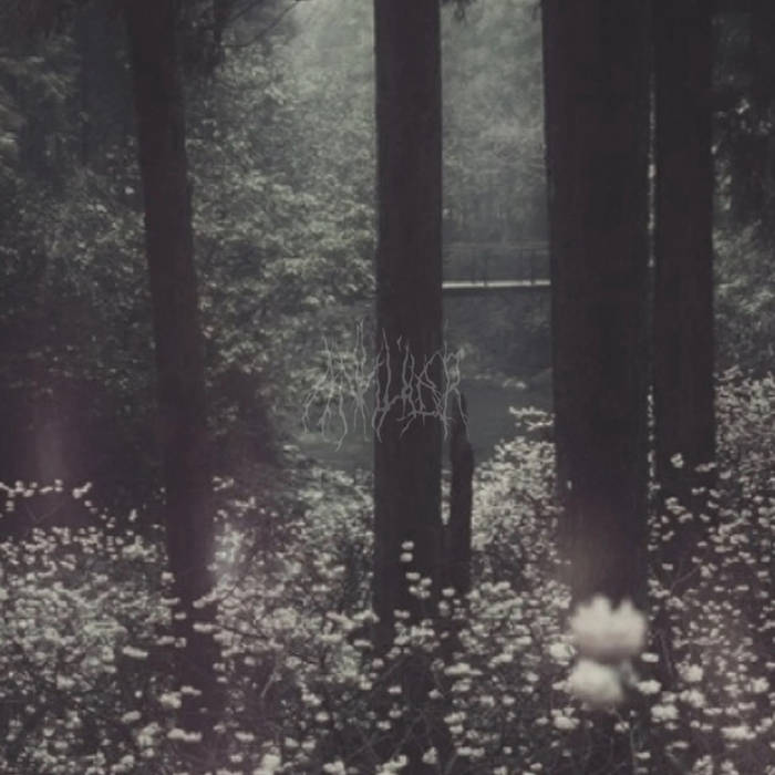 Enchanted Forest On Tumblr