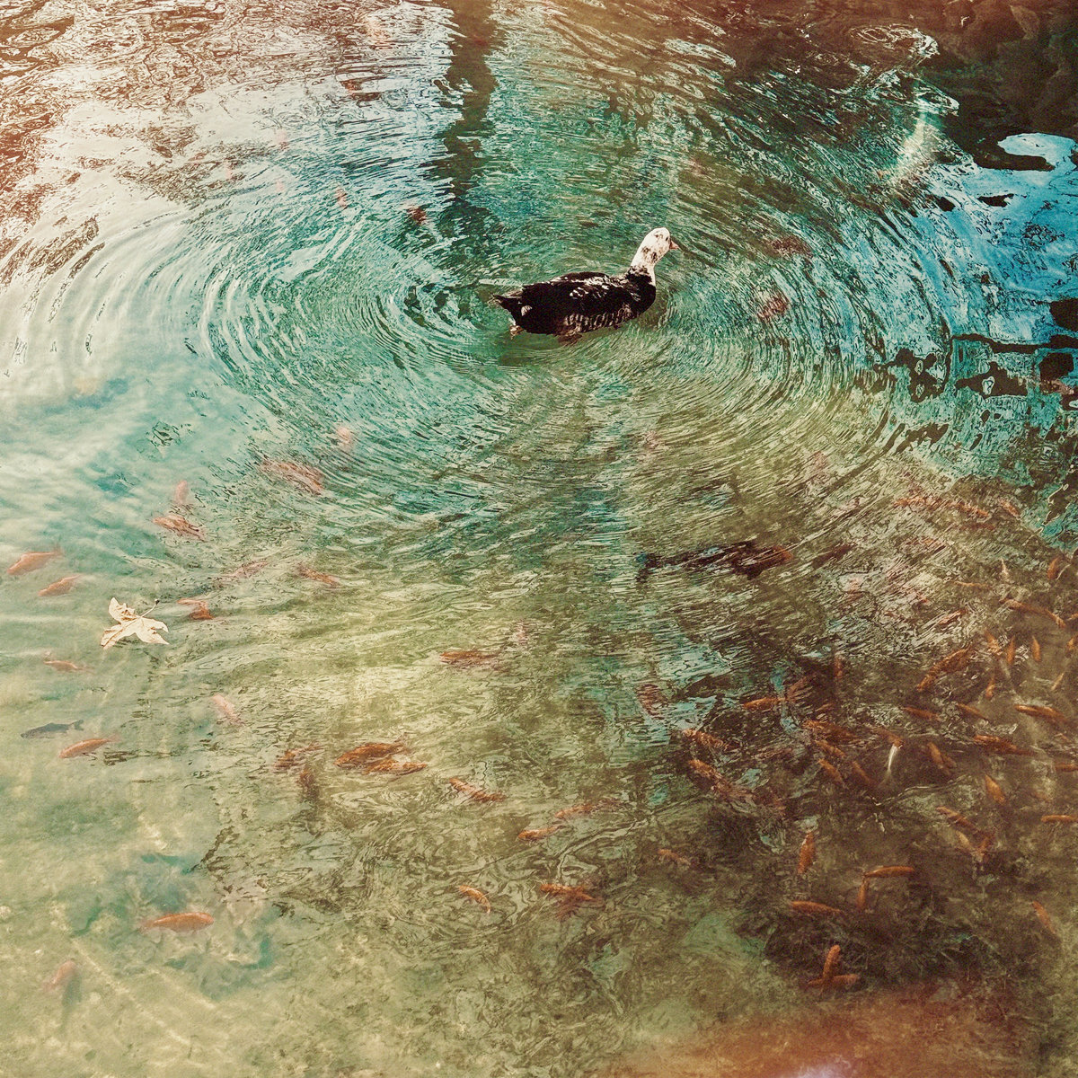 Reflections | Mitch Decker | Brams Toker Collective