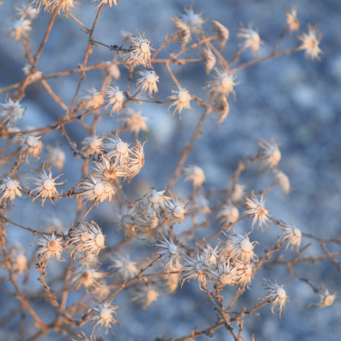 Trendle Ring | Trendle Ring | Dovecot