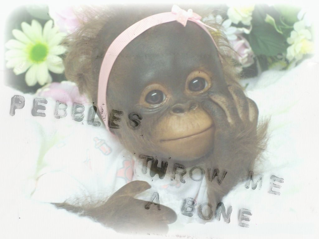 throw me a bone | pebbles