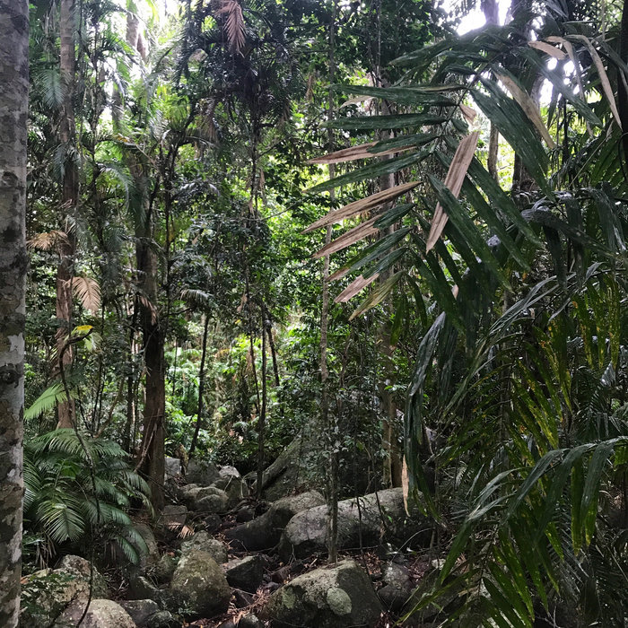 Australian Dawn Chorus | Frucht-Schleifen