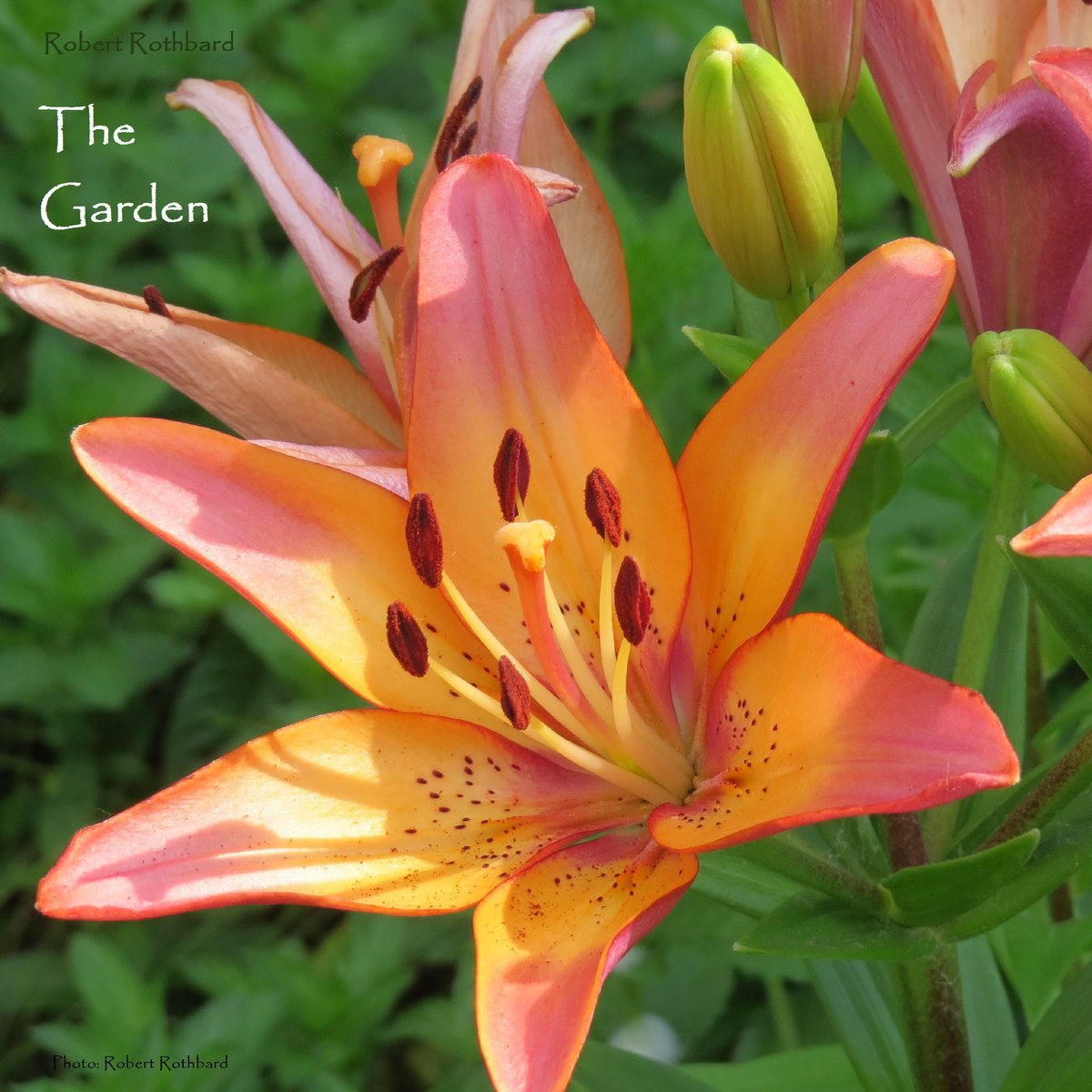 The Garden | Robert Rothbard