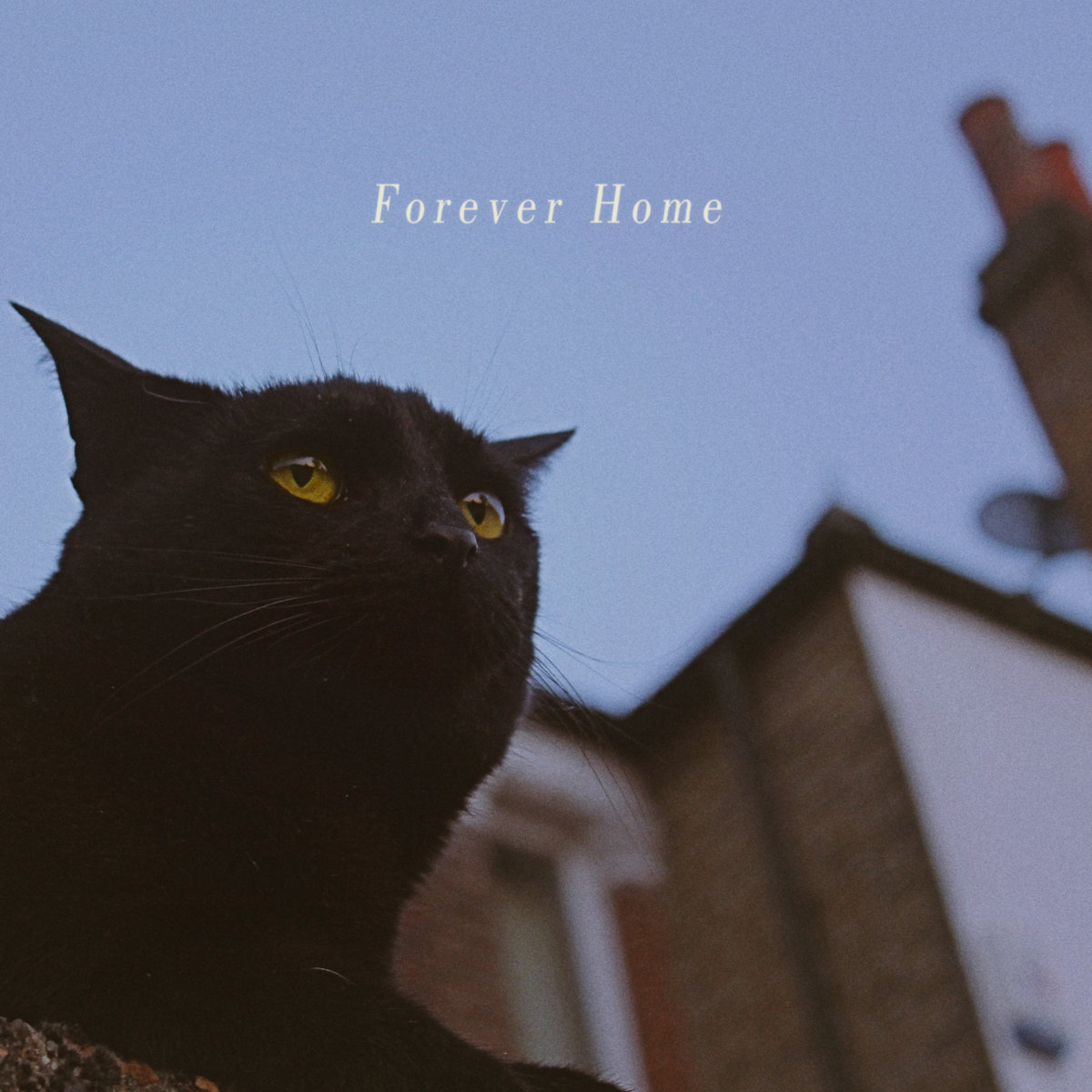 Forever Home | Forever Home