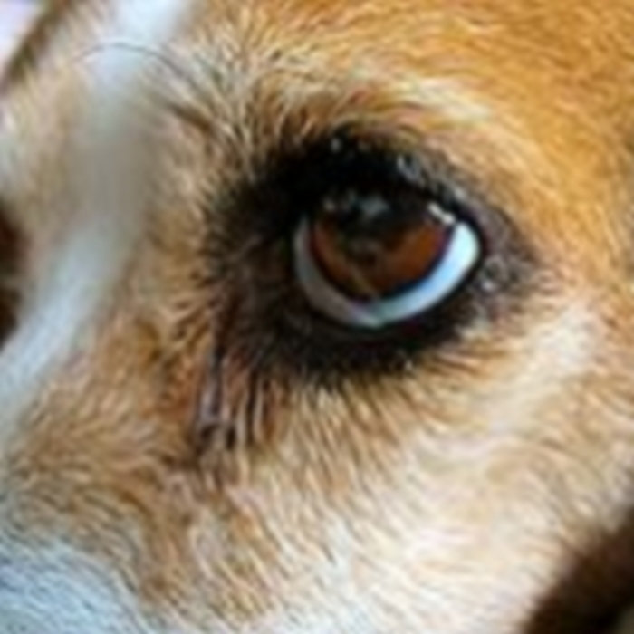 Beagle Eye | Beagle